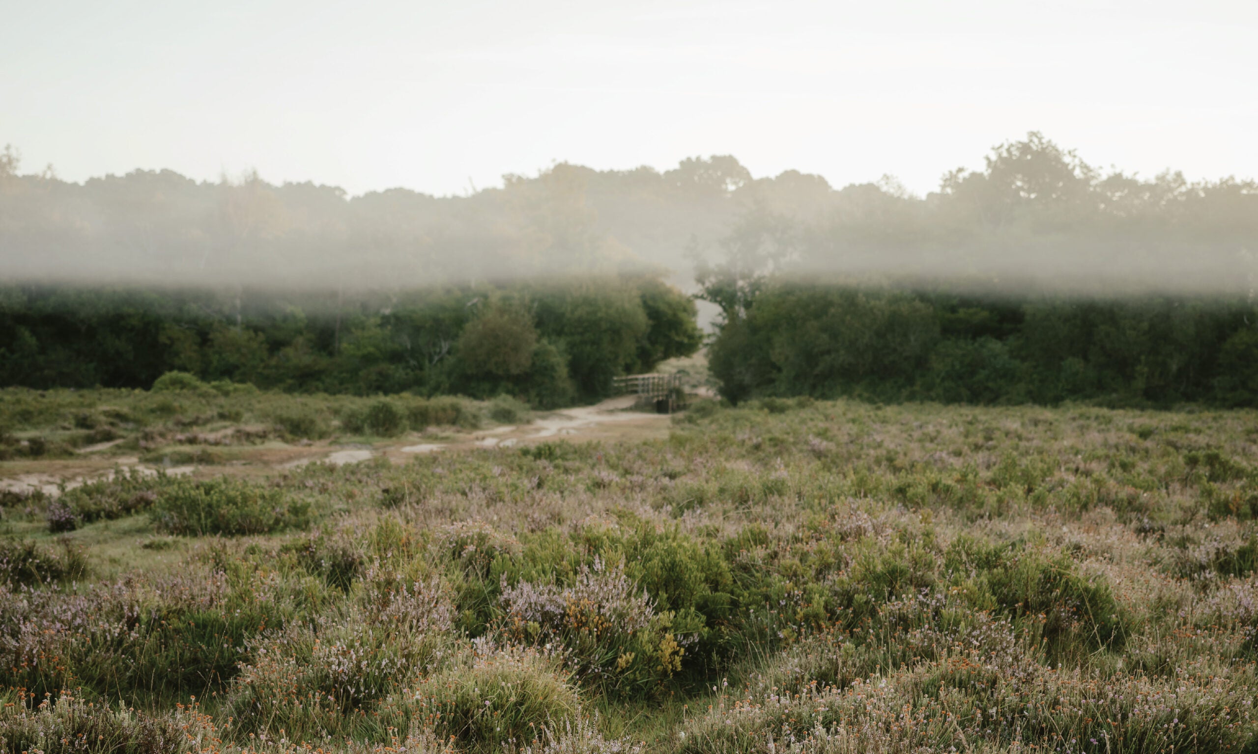 Learning to Lament – The Daily Grace Co.