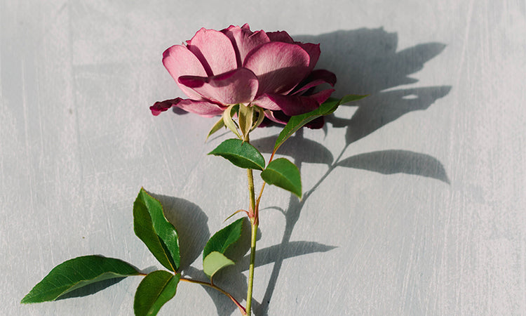 Spiritual Pruning – The Daily Grace Co.