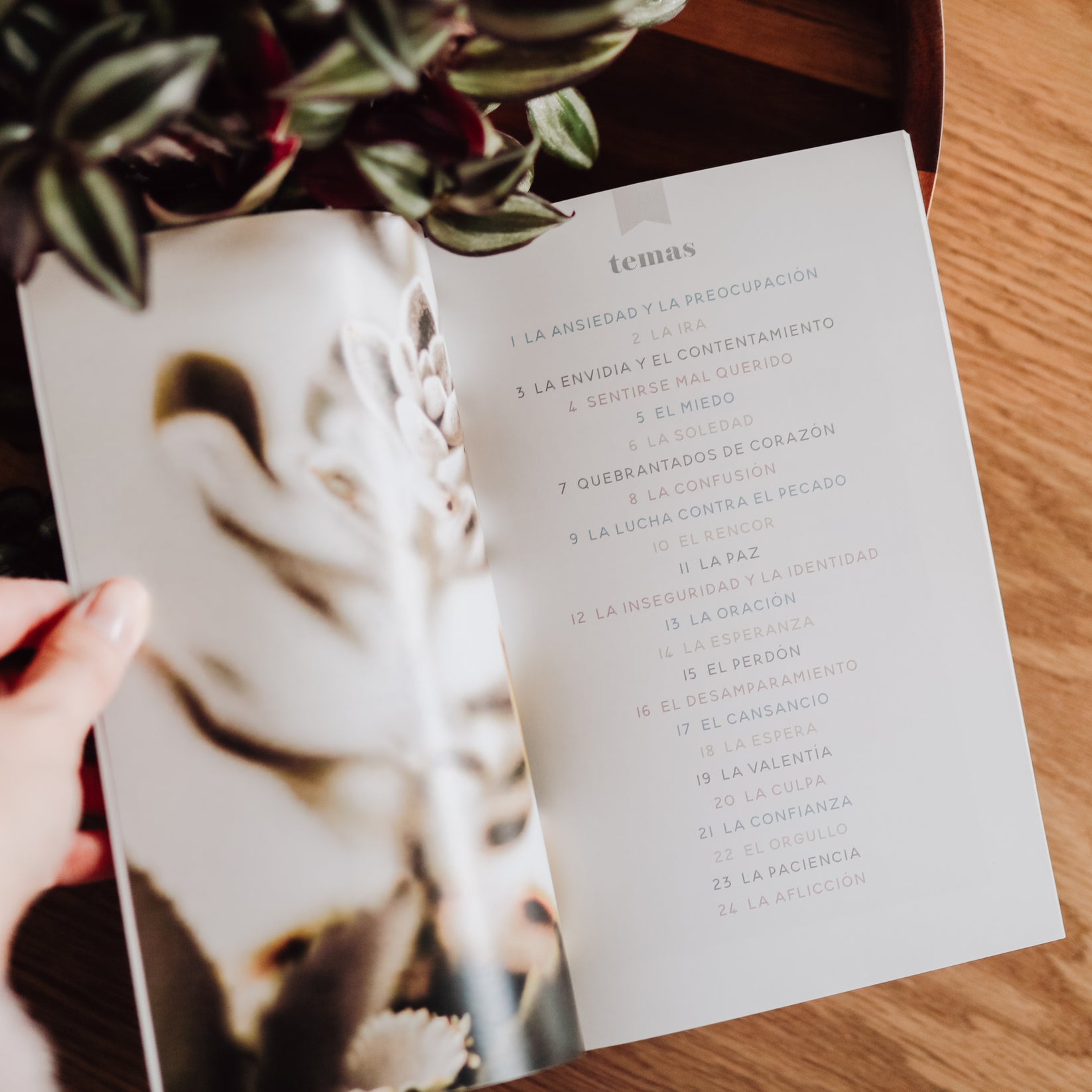 La Verdad Diaria | Daily Truth Spanish Edition – The Daily Grace Co.